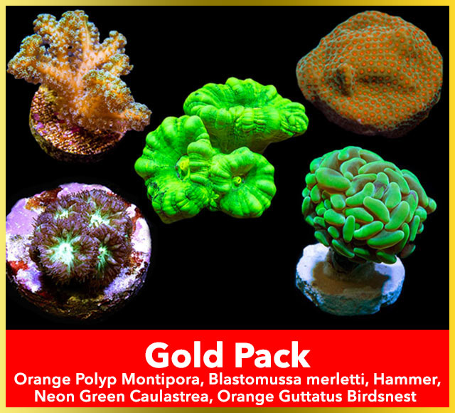 5 Frags for $100 Landing Page