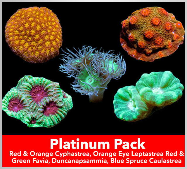 5 Frags for $100 Landing Page