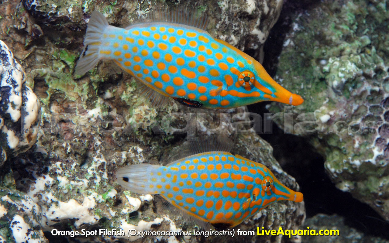 Desktop Eye-Candy for your Computer Screen from LiveAquaria.com!