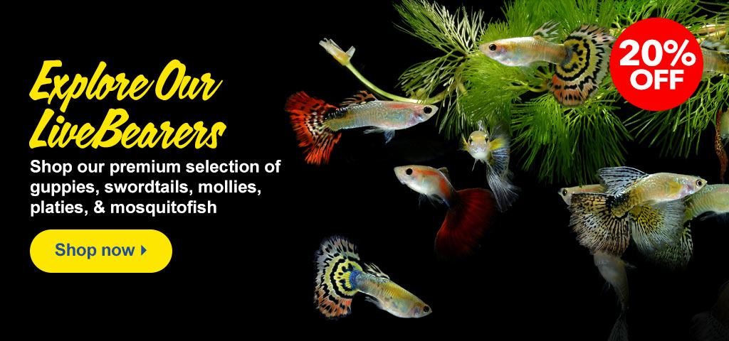 LiveAquaria | Quality Aquarium Fish, Supplies & Equipment