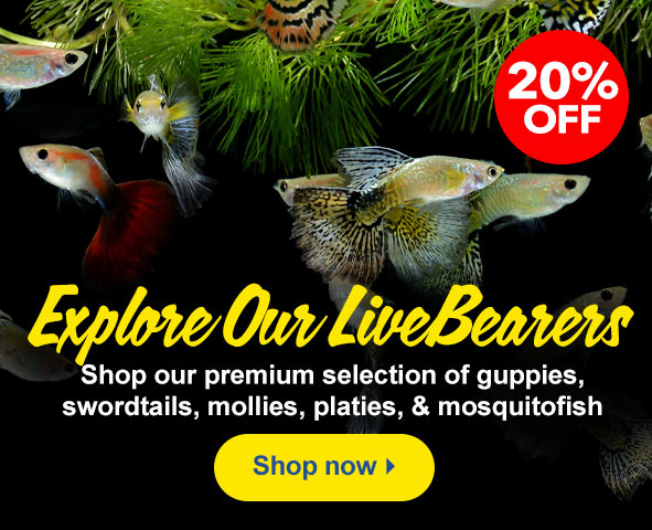 LiveAquaria | Quality Aquarium Fish, Supplies & Equipment