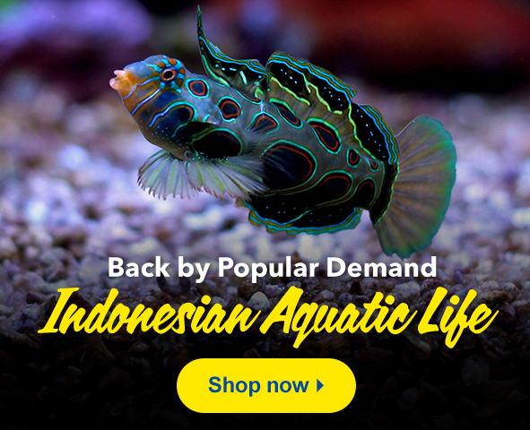 Tropical Aquarium Fish List