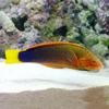 Red Coris Wrasse: Fish-Only Saltwater Aquarium Fish