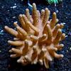 Devil's Hand Leather Coral: Saltwater Aquarium Corals for Marine Reef ...