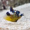Bluelined Triggerfish: Saltwater Aquarium Fish