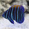 Blue Girdled Angelfish: Saltwater Aquarium Fish for Marine Aquariums
