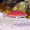 Blue Throat Fairy Wrasse: Saltwater Fish for Reef Aquariums