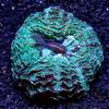 Doughnut Coral: Saltwater Aquarium Corals for Marine Reef Aquariums
