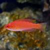 Royal Flasher Wrasse: Saltwater Aquarium Fish for Marine Aquariums