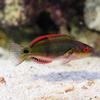 Exquisite Fairy Wrasse - Reef Safe: Saltwater Aquarium Fish for Marine ...