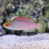 Pink Margin Fairy Wrasse - Reef Safe Wrasses: Saltwater Aquarium Fish ...