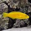 Banana Wrasse: Saltwater Aquarium Fish for Marine Aquariums